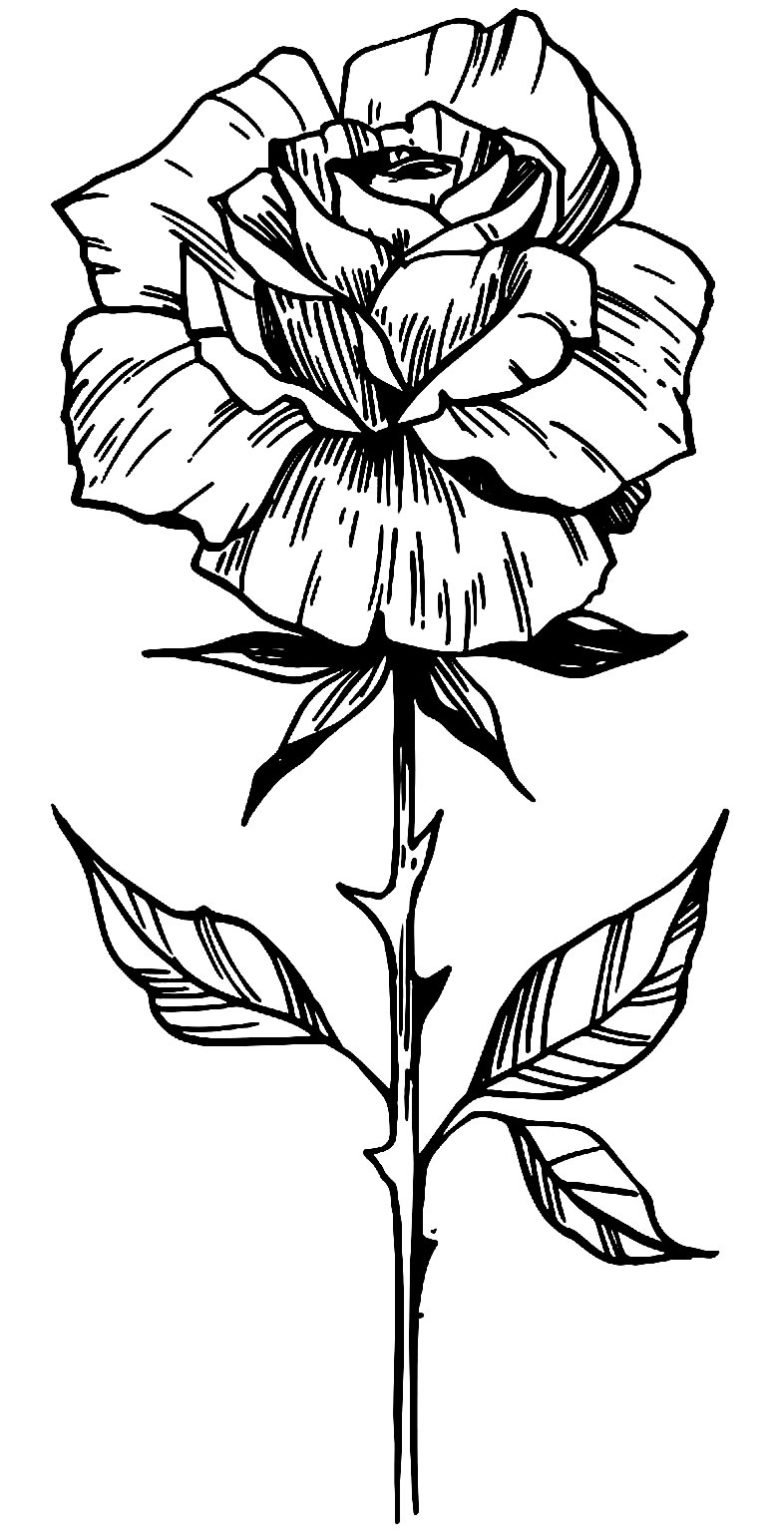 50+ Desenhos de Rosa para colorir - Dicas Práticas